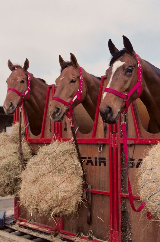 Energy and Protein Levels of Hay - Welcome to Horse Properties ...